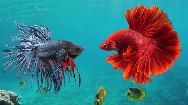 Reproducir Bettas y alimentar los Alevines de forma Casera