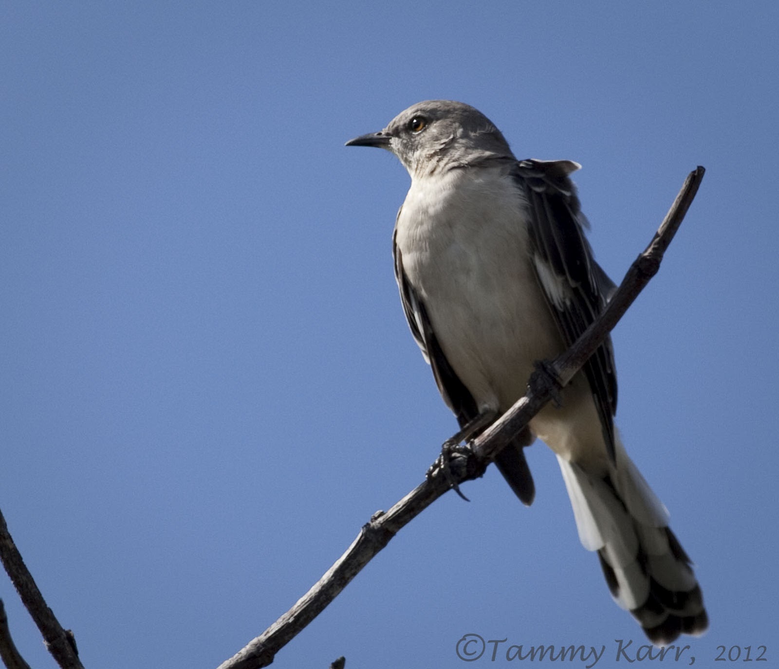 i heart florida birds: MINWR 9/15/12