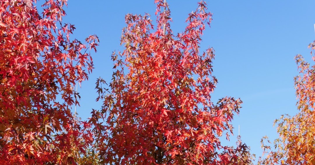 Liquidambar styraciflua «liquidámbar» - Id Plantae