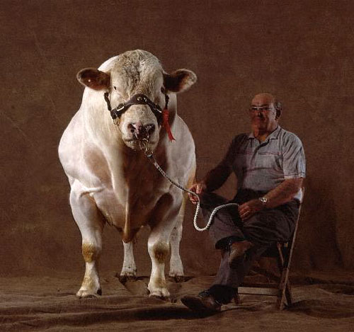 Belgian Blue Cattle – Super Cow Aka Incredible Hulk Cow ~ Amazing Time