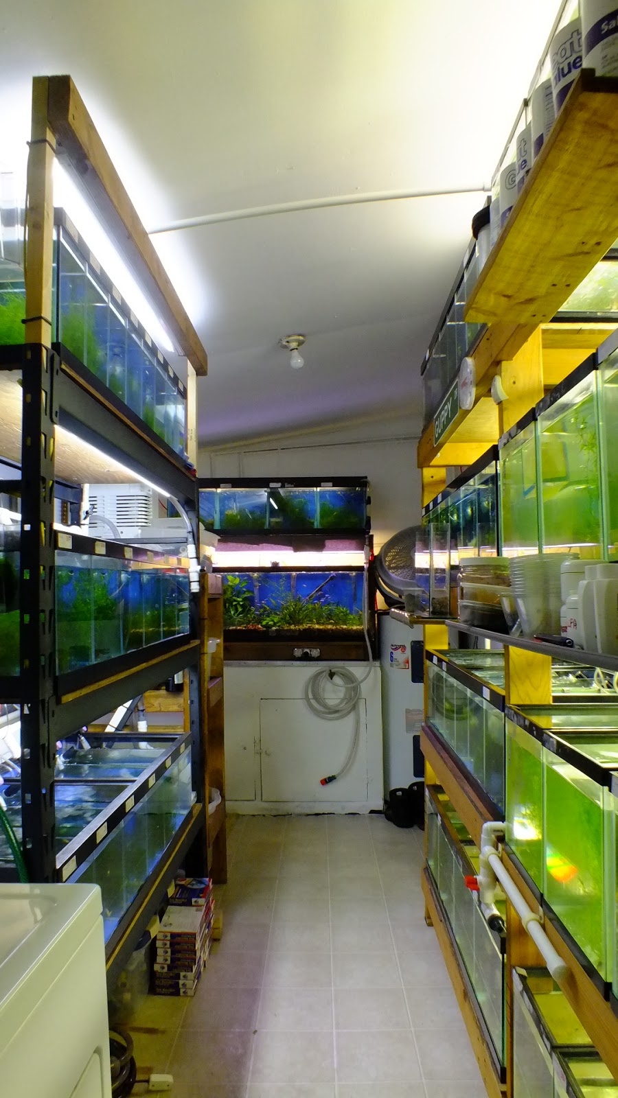 Swordtail Guppies: BREEDING RACK SYSTEMS; Automation for Water Change ...
