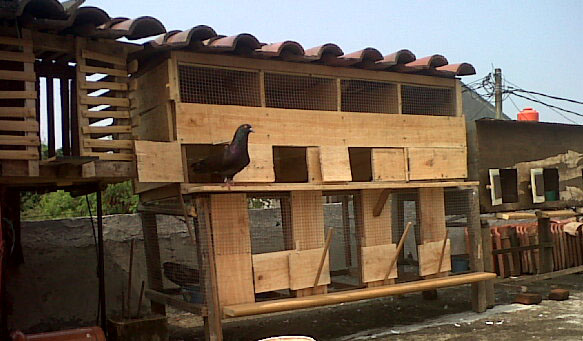 camperenik project: KANDANG DAN PAGUPON BURUNG MERPATI