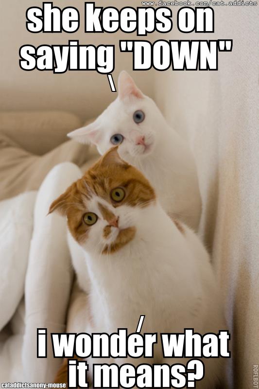 Katie s Kitties Funny Cat Pictures With Captions katie-s-kitties-funny-cat-pictures-with-captions