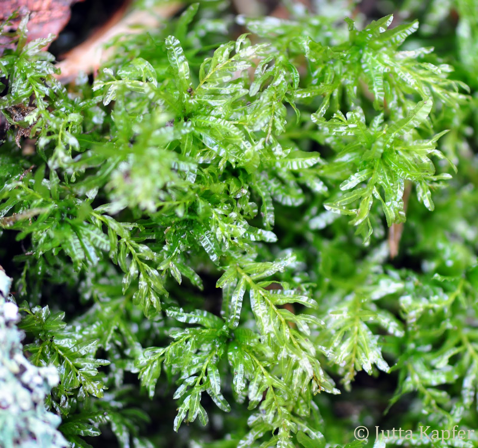 Bryophytes of Central and Northern Europe: Plagiomnium undulatum