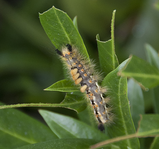 Pacific Science Center Life Sciences: Rusty Tussock Moths