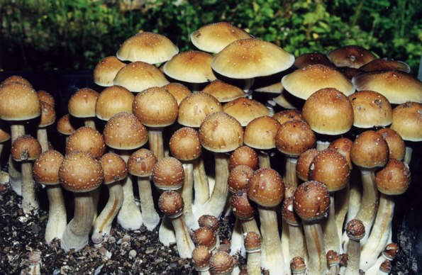 Mundo Enteogênico: Psilocybe Cubensis (P. Cubensis)