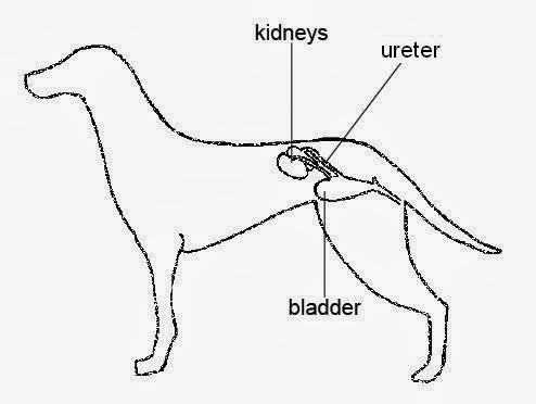 Female Dog Urinary Anatomy