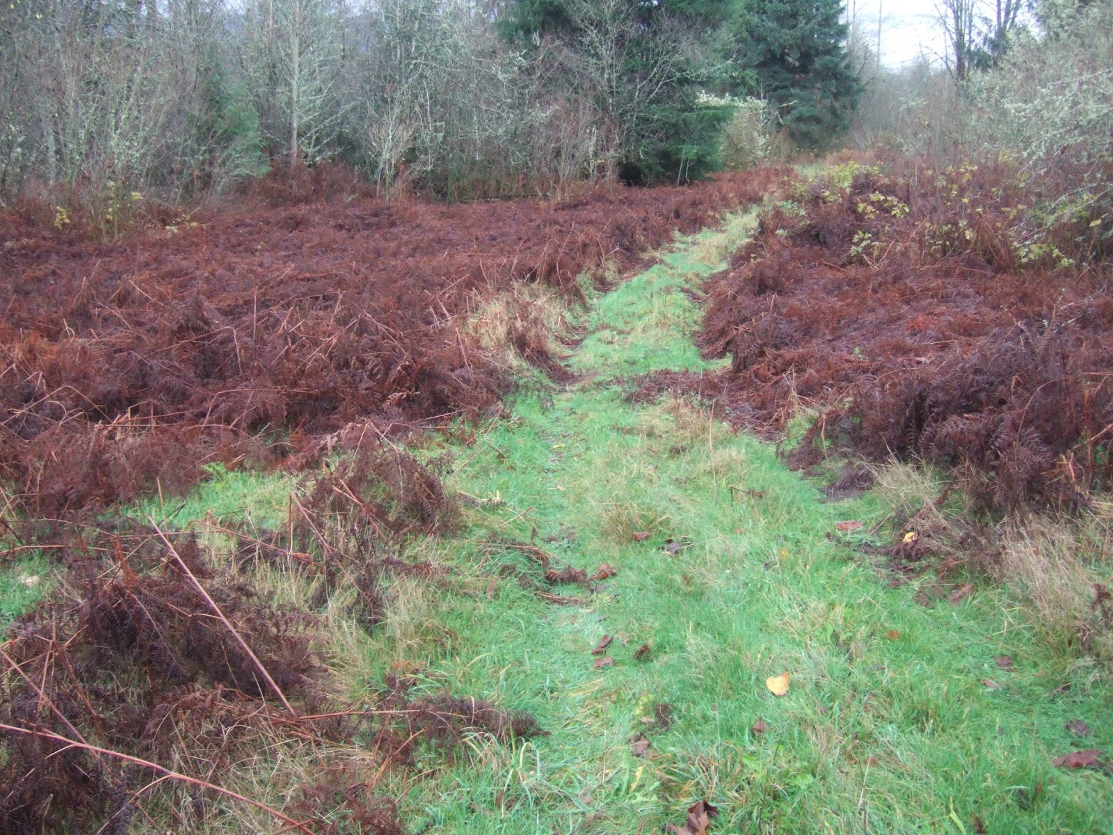 Reading the Washington Landscape: Fields of Bracken