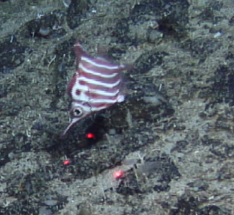 Seamounts expedition blog: Surprisingly colourful