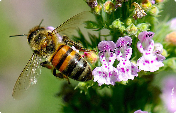 Corona Apicultores: LA GENÉTICA APÍCOLA