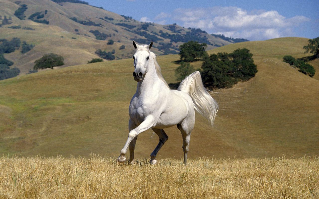 Horses ~ Life Amazing