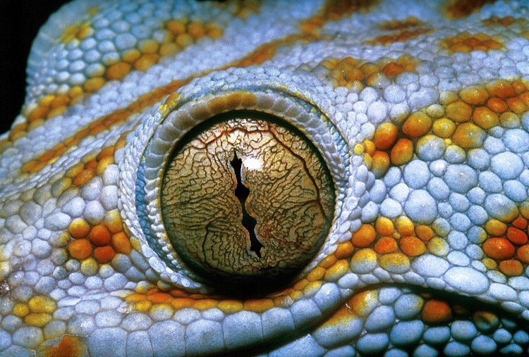 Animals of the world: Tokay gecko