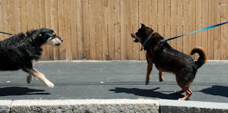 Nicco Dog Blog: Working With Your Dog's Threshold - Controlling Craziness