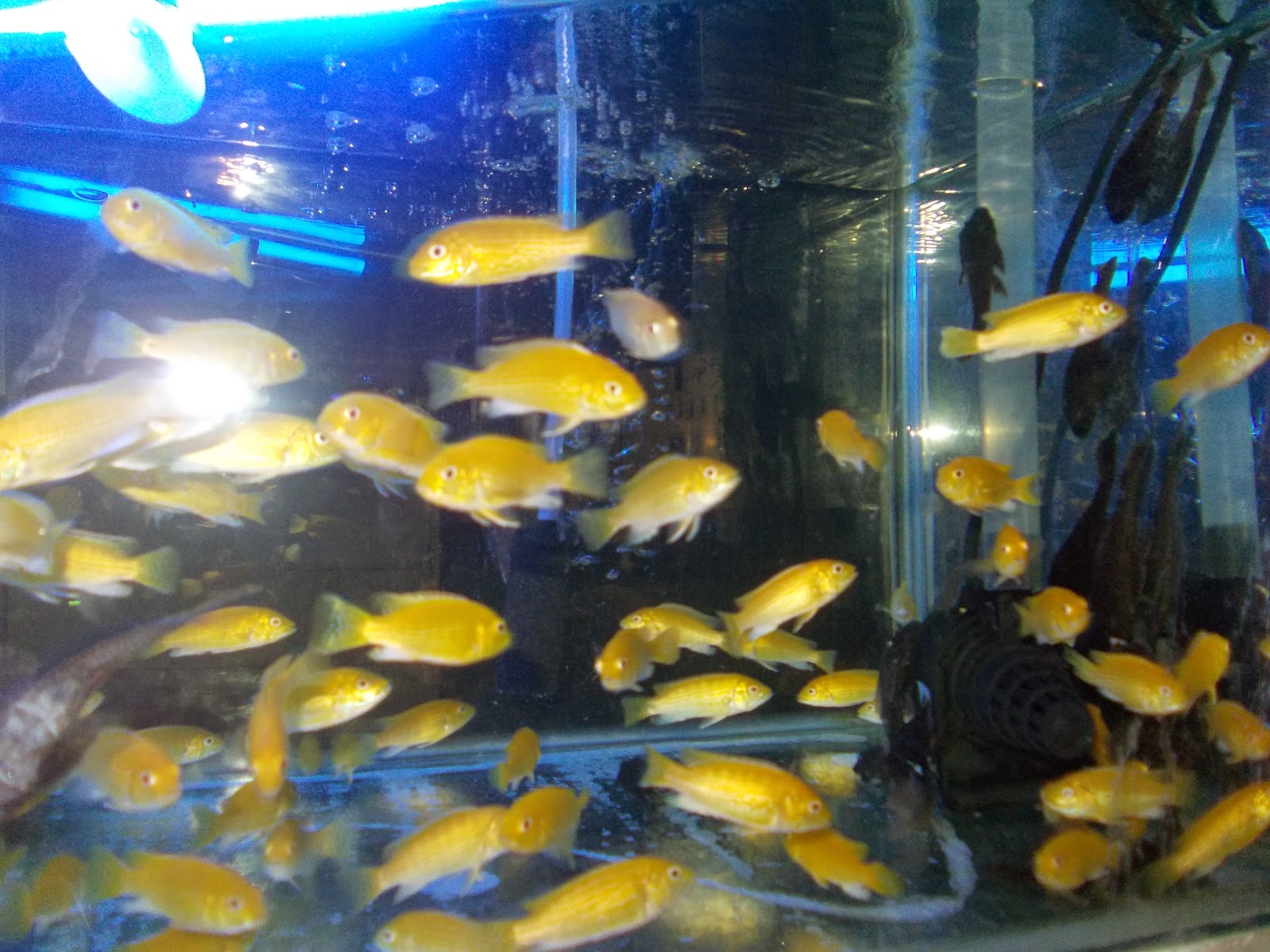 Info Ikan: 10 Ikan Hias Air Tawar yang Terkenal