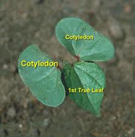 Mid-Michigan Flower Gardening