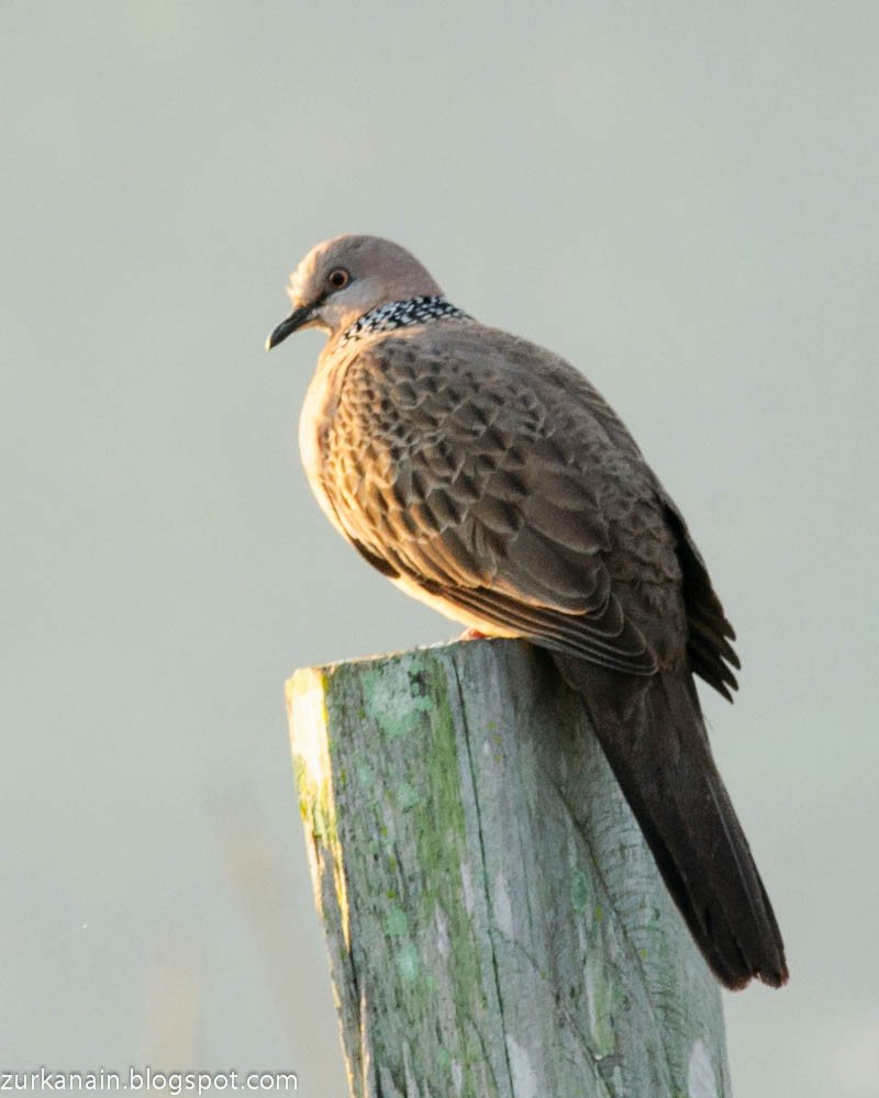Zul Ya - Birds of Peninsular Malaysia: Spotted Dove