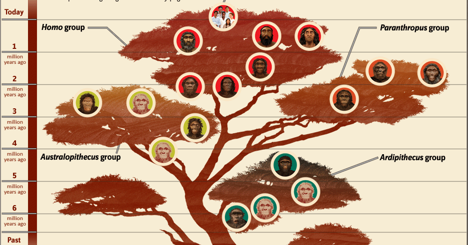 HUMAN FAMILY TREE