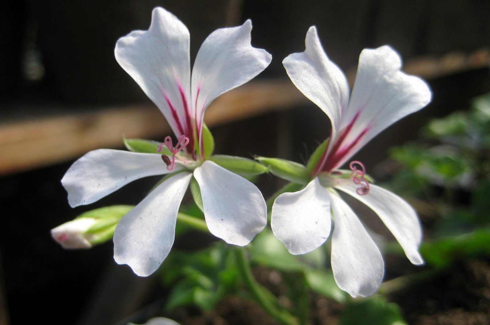 The Tattooed Gardener: The Geranium (Pelargoniums)