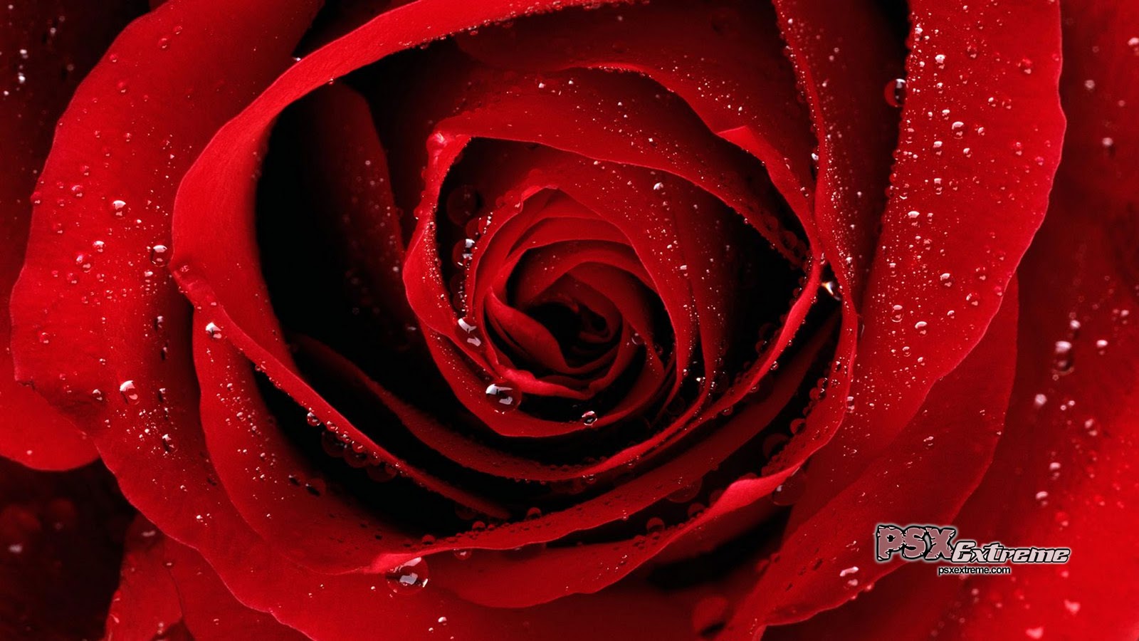 red rose pictures |Rose Wallpapers