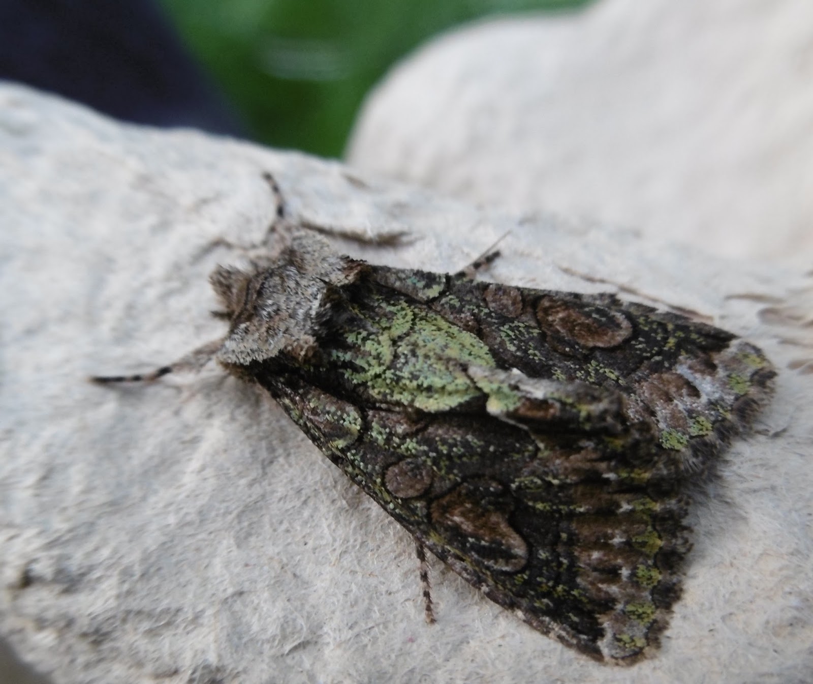 Martin's Moths: Autumn colours