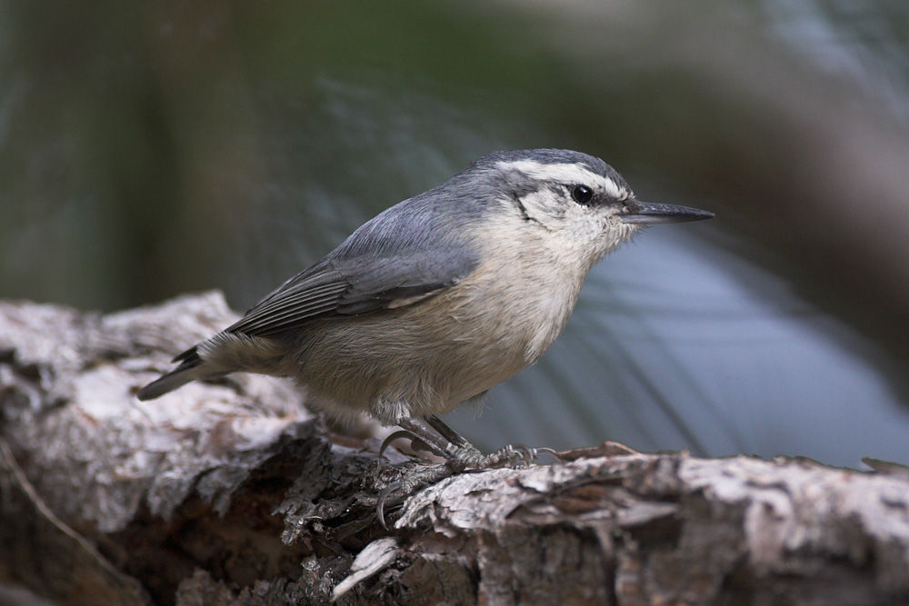 Gary Jenkins Bird Photography: Corsican Nuthatches, September 2008
