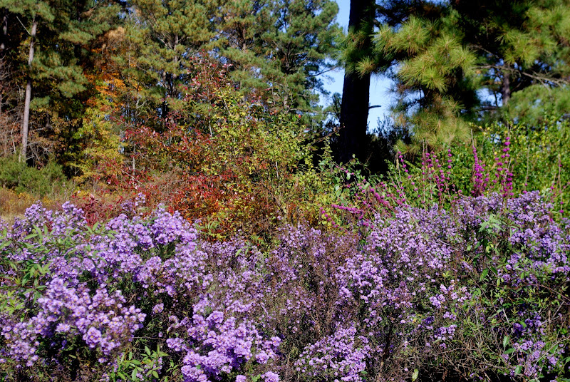 sweetbay: A Beautiful Fall