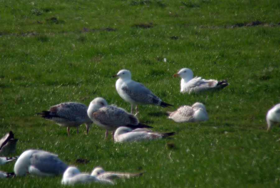 We Bird North Wales: Big gull headache