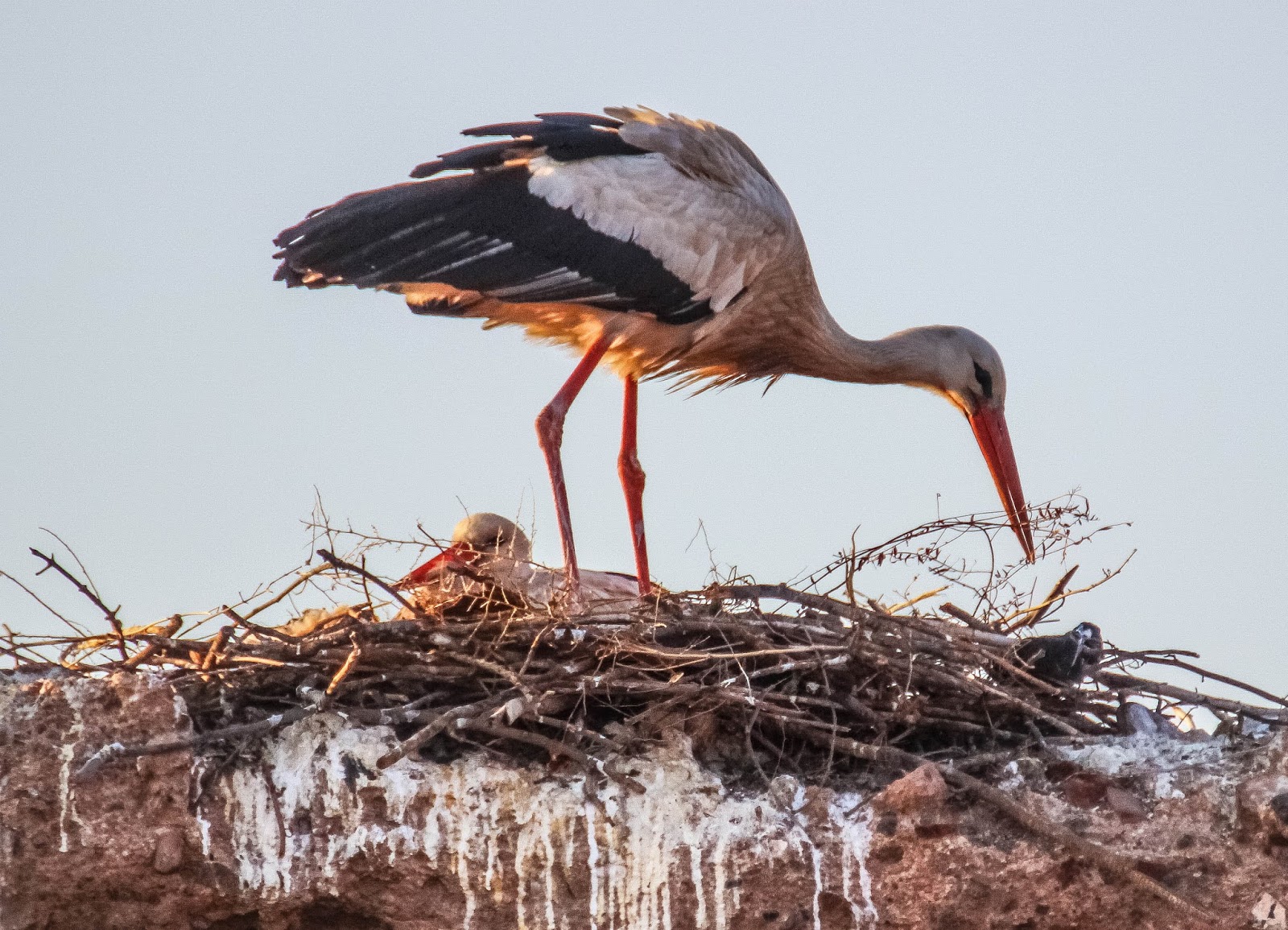 Cannundrums: White Stork - Morocco