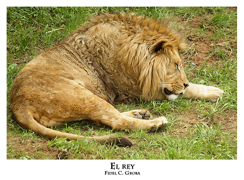 FOTOS DESDE EL CORAZON por Fidel Carballido: El rey de la selva