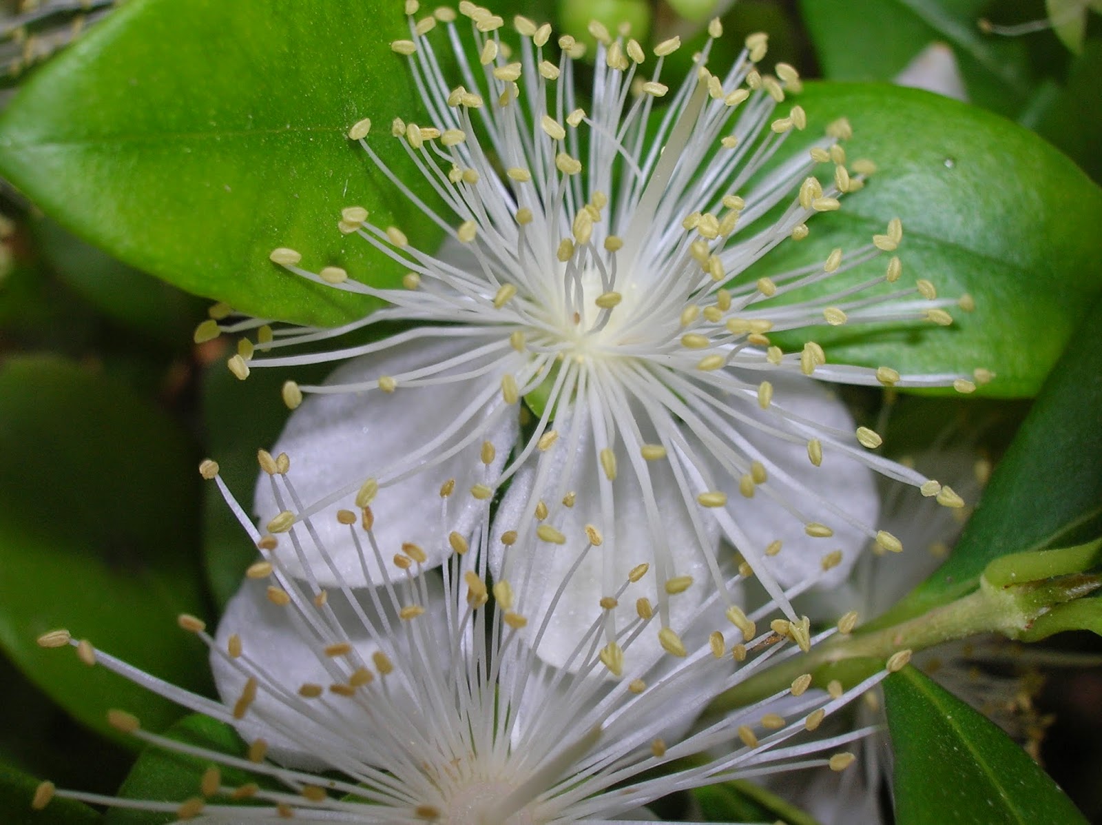 Recregarden: MYRTUS COMMUNIS