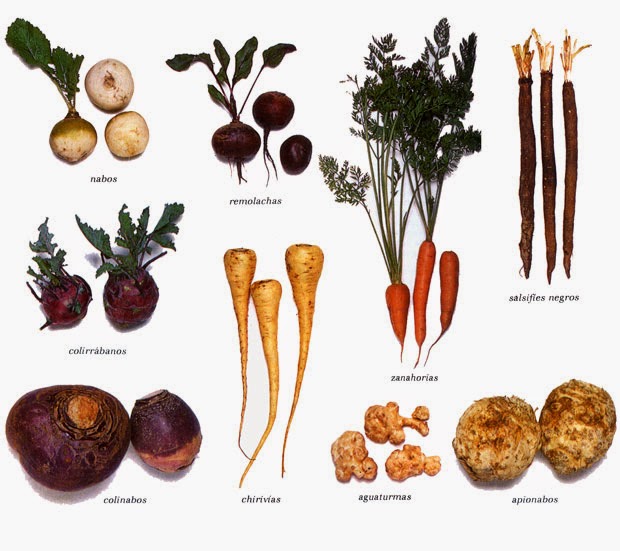 Cosas de niños para la escuela: PARTES DE LAS PLANTAS: LA RAÍZ, EL ...