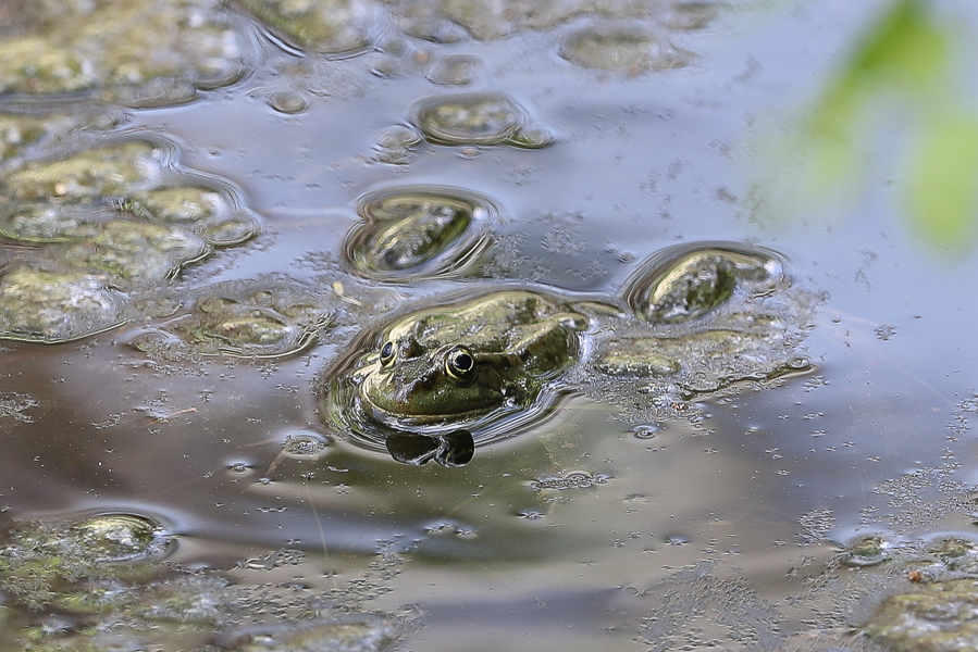Birds of Saudi Arabia: Arabian Skittering Frog – Salal Al Dahna