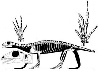 Blog de la Vida Prehistórica: Araeoscelis