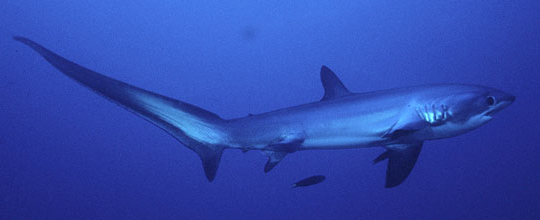 List Nation: 10 Most Badass Sharks In the World