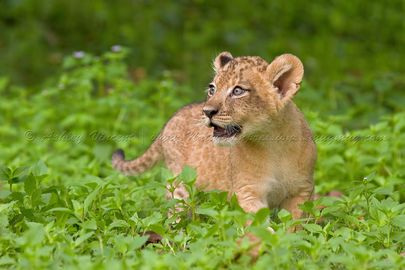 White Wolf : Open wide! Toothless lion cub shows off her gums (Photos)