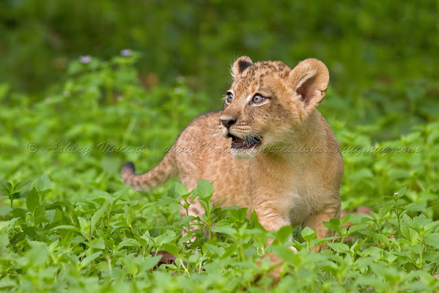 White Wolf : Open wide! Toothless lion cub shows off her gums (Photos)