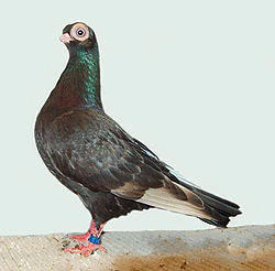 ENCYCLOPEDIA OF PIGEON: Budapest Tumbler Pigeon