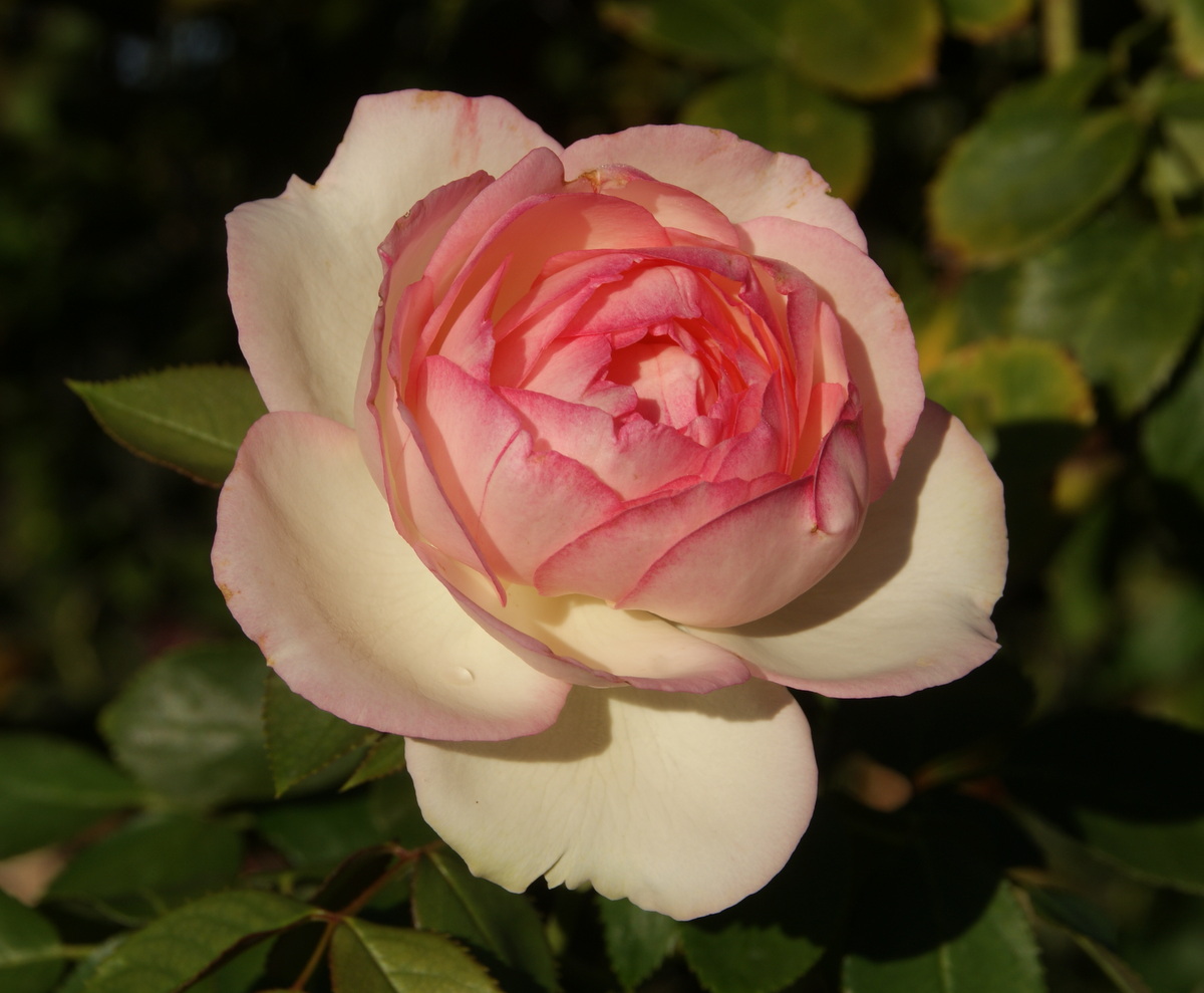 Organic Garden Dreams: October Roses