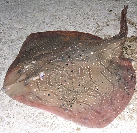 El Pescaito de Tarifa: LOS PESCADOS