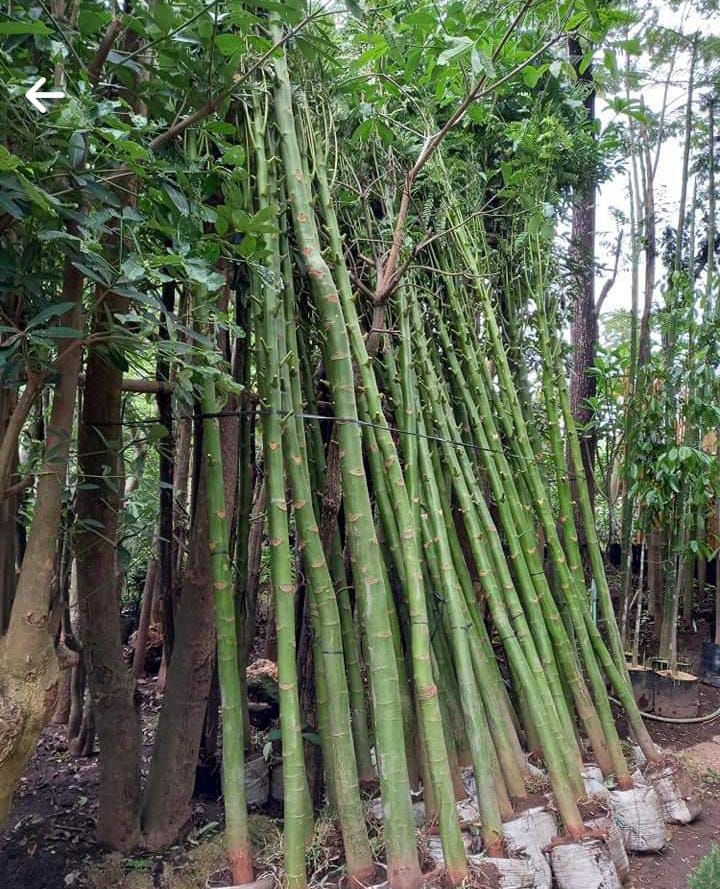 Tukang Taman Murah Dan Profesiona,Ahlinya Tanaman Dan Taman,Tlp /wa+62 ...