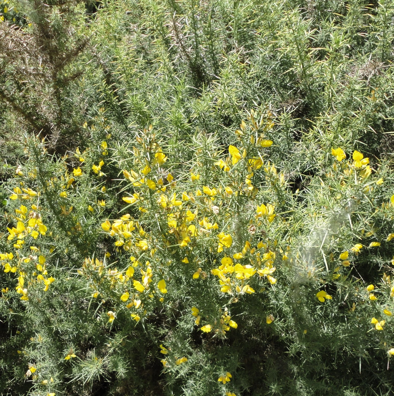 "Verdade//aspas" : 👪 Fabaceae (Ulex minor)
