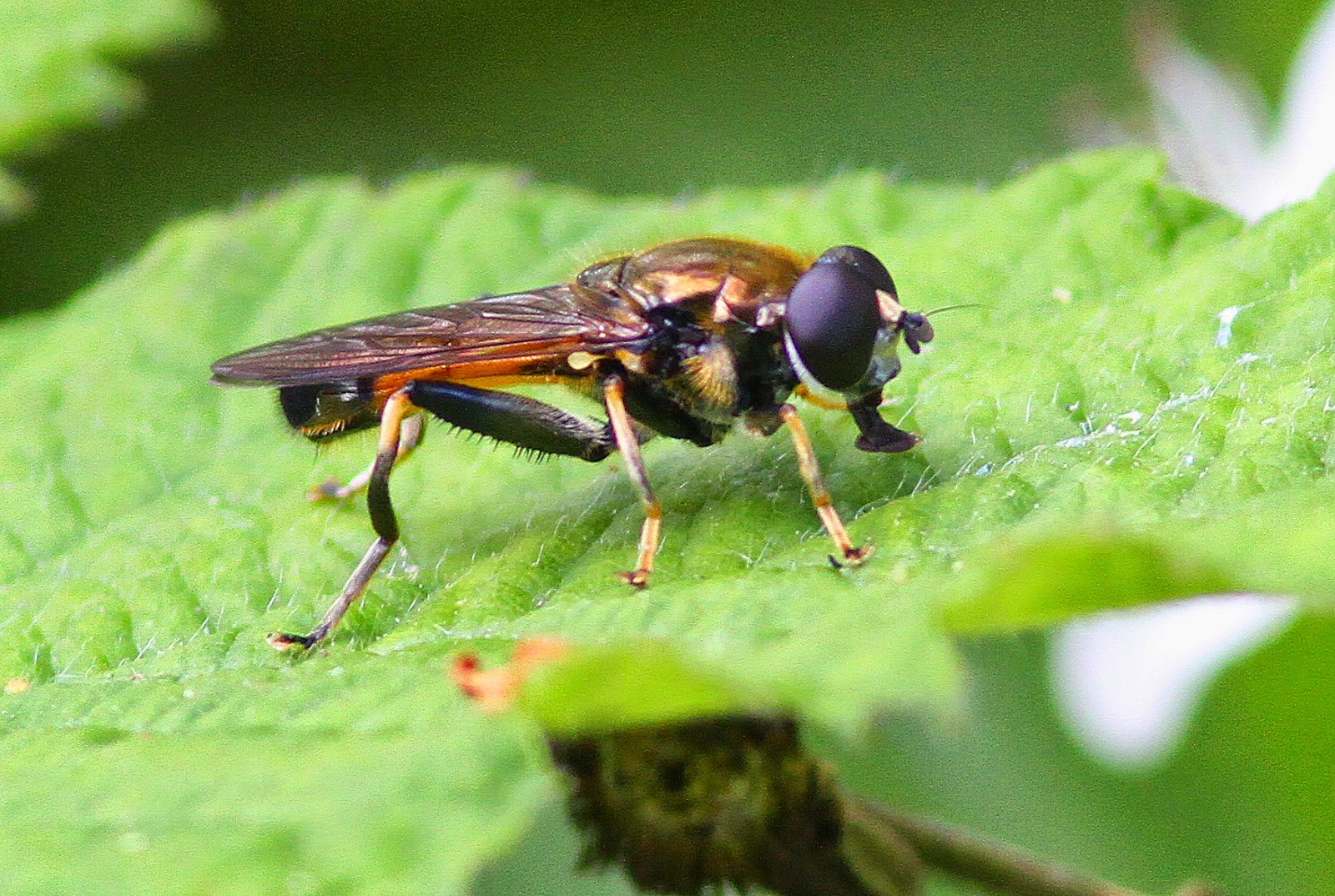 Non-stop Birding X: Hoverflies