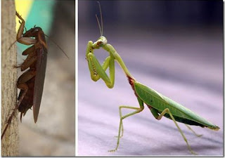 Conocimiento del Medio 6º. CEIP Maestro José Sabio: La mantis religiosa