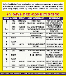 Sabong | Cockfight: 14 Days Pre-Conditioning