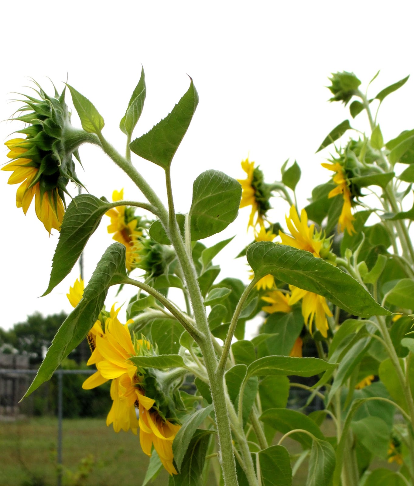 INTO THE VAGUE: September Flowers
