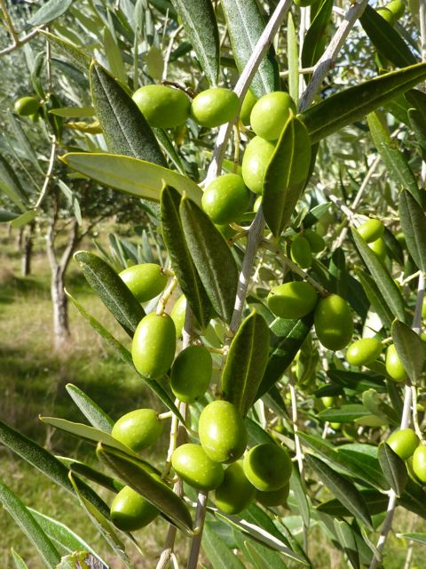 Fruit Warehouse: Olive ( Olea europaea )