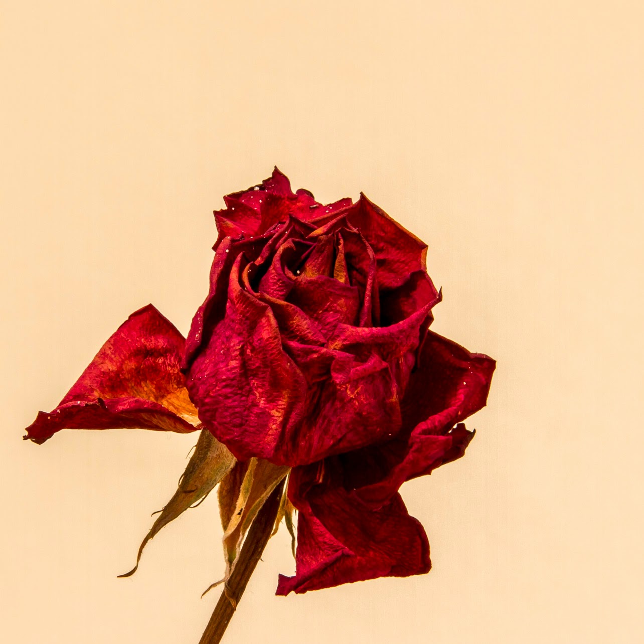 BA(Hons) Photography - Learning Log: Fading Roses
