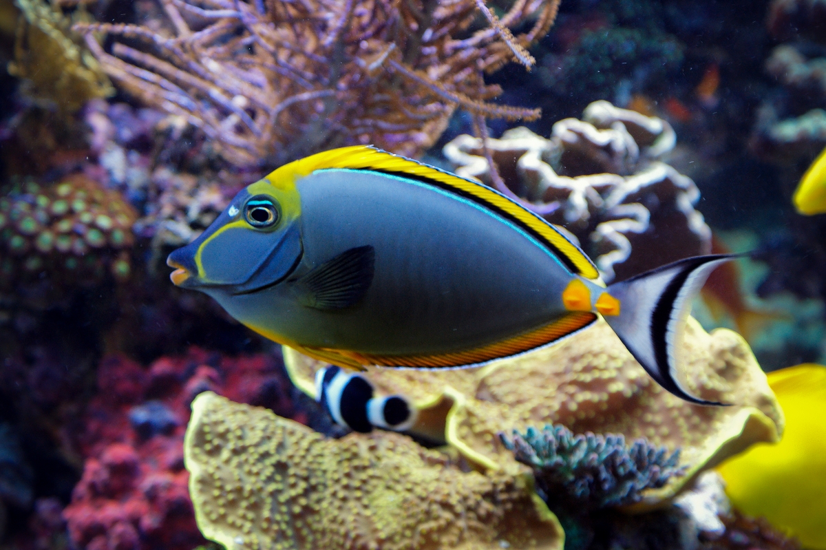 Ikan BOTANA / Surgeonfishes, Tangs, dan Unicornfishes