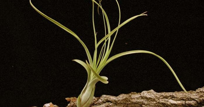Grow and care Tillandsia balbisiana air plants | Travaldo's blog