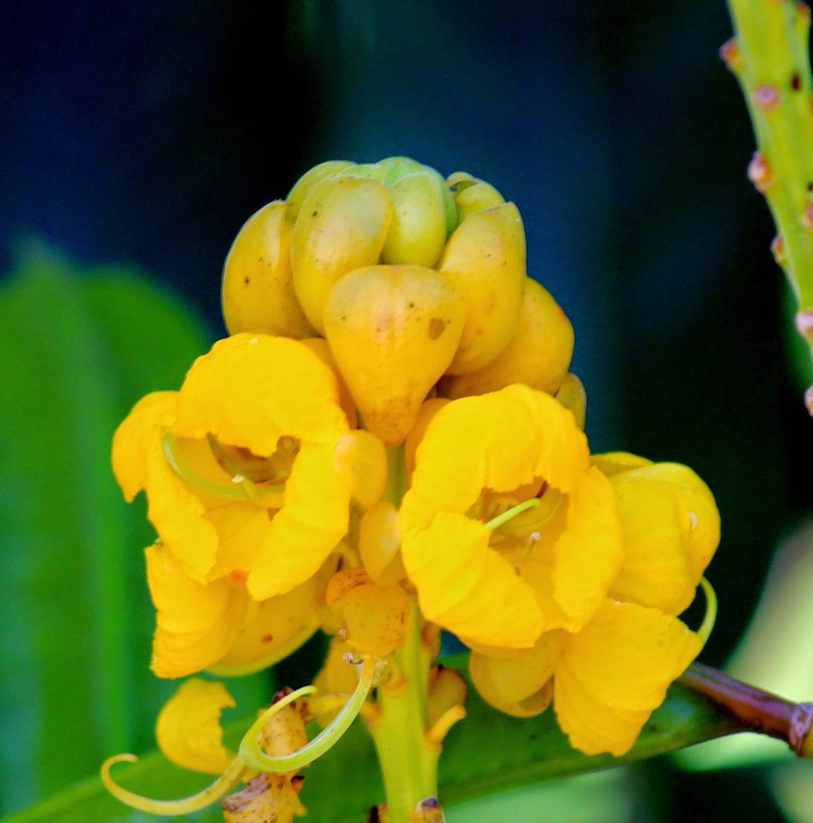 Uma flor por dia: Cassia-alata
